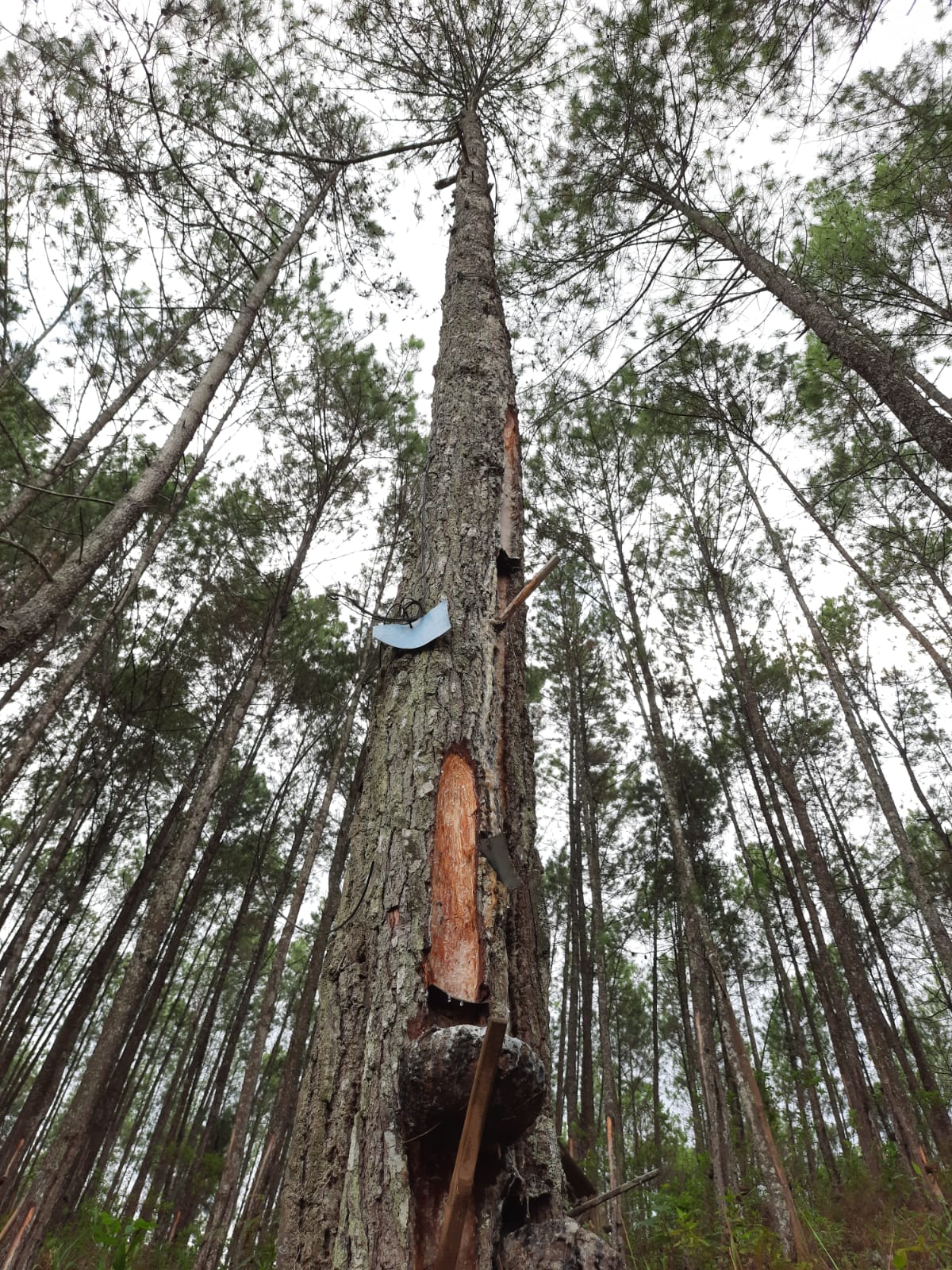 Selain Banyak Manfaat, Pohon Pinus Punya Nilai Ekonomi Bagi Masyarakat ...